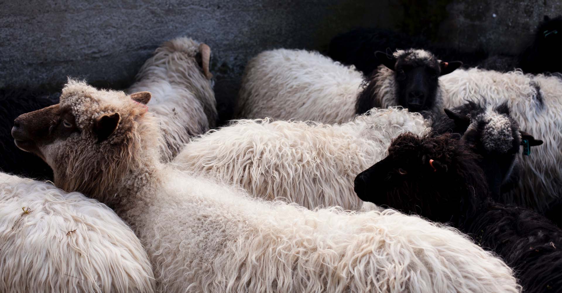 Ewe feast - Ilia Travel